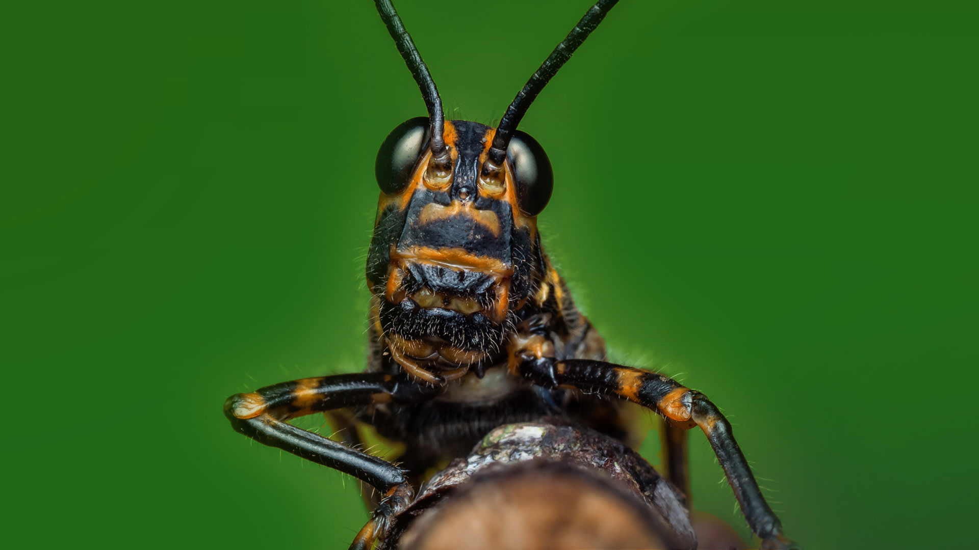 A Real Bug's Life on Disney+ UAE | English Docuseries Animals & Nature SHOW