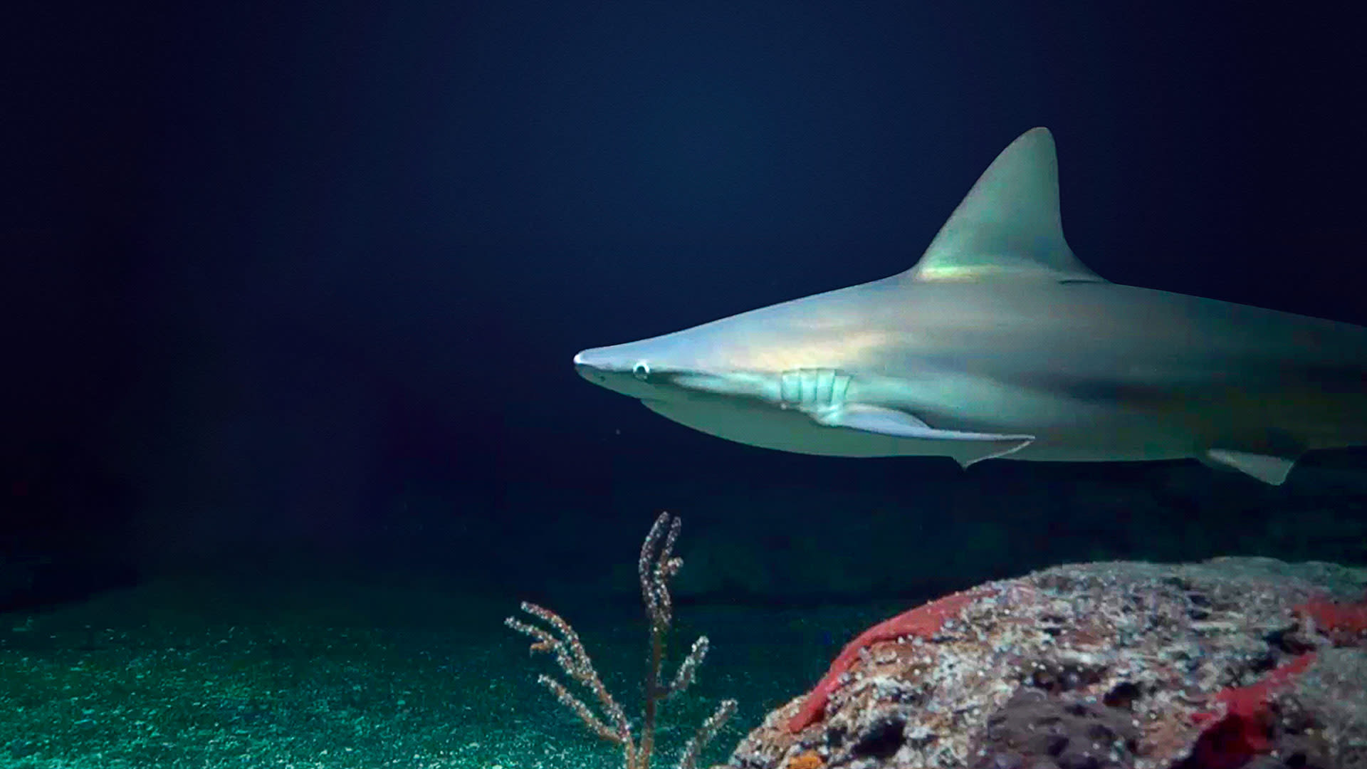 What Sam Sees - Disney+