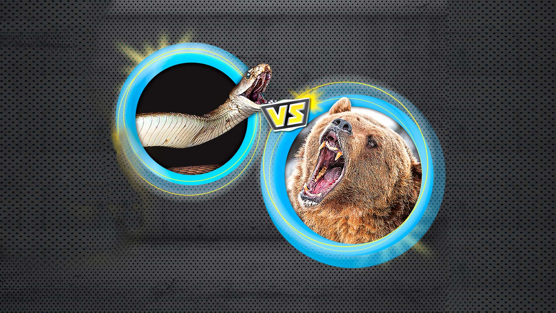 Animal Showdown on Disney+ Oman | English Family Reality Animals ...