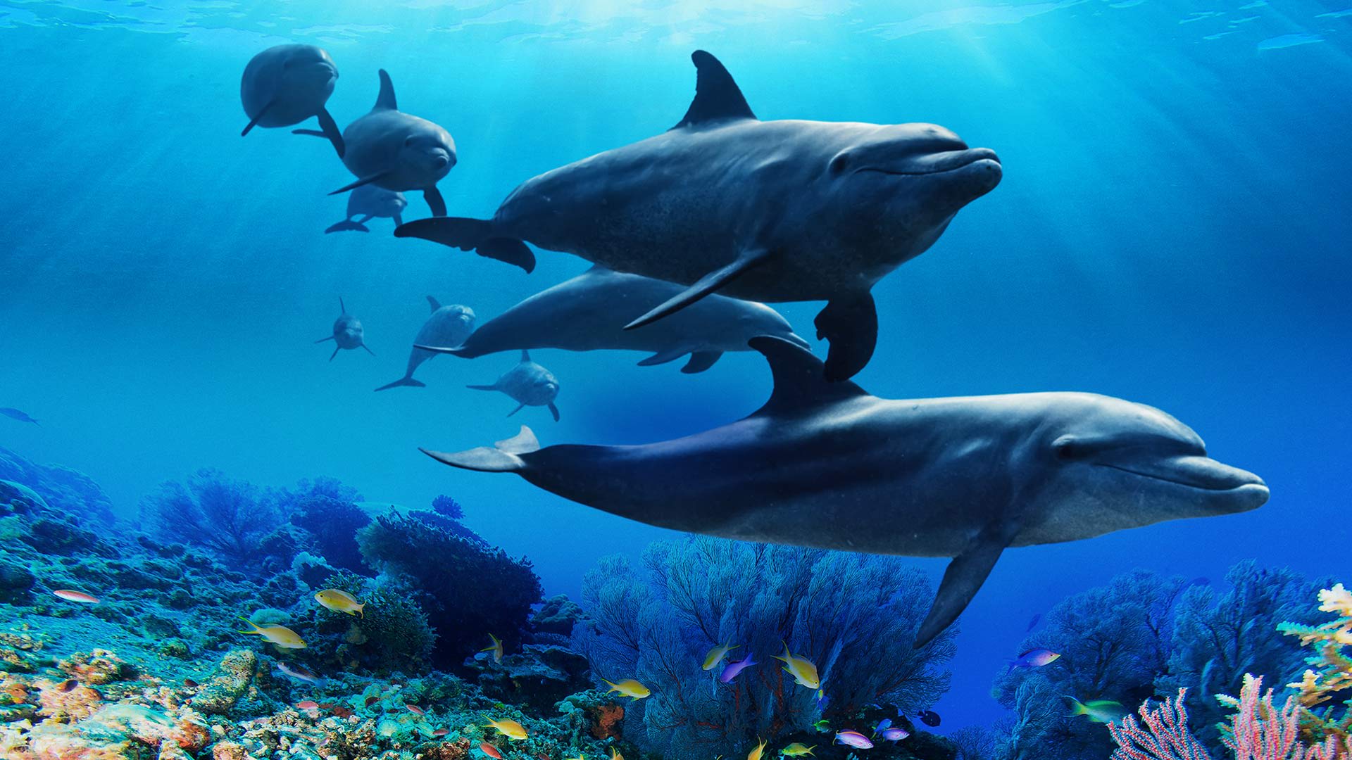 Ocean with David Attenborough on Disney+ Iraq | English Documentary ...