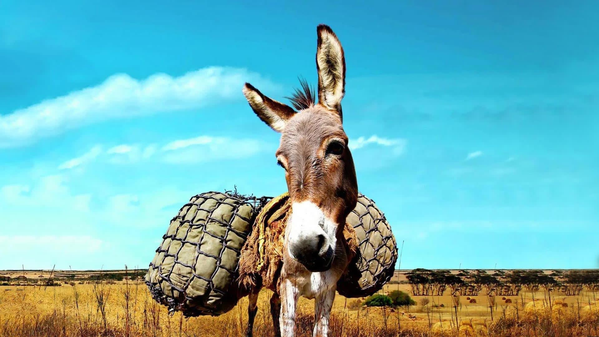 JioHotstar - Watch TV Shows, Movies, Specials, Live Cricket & Football