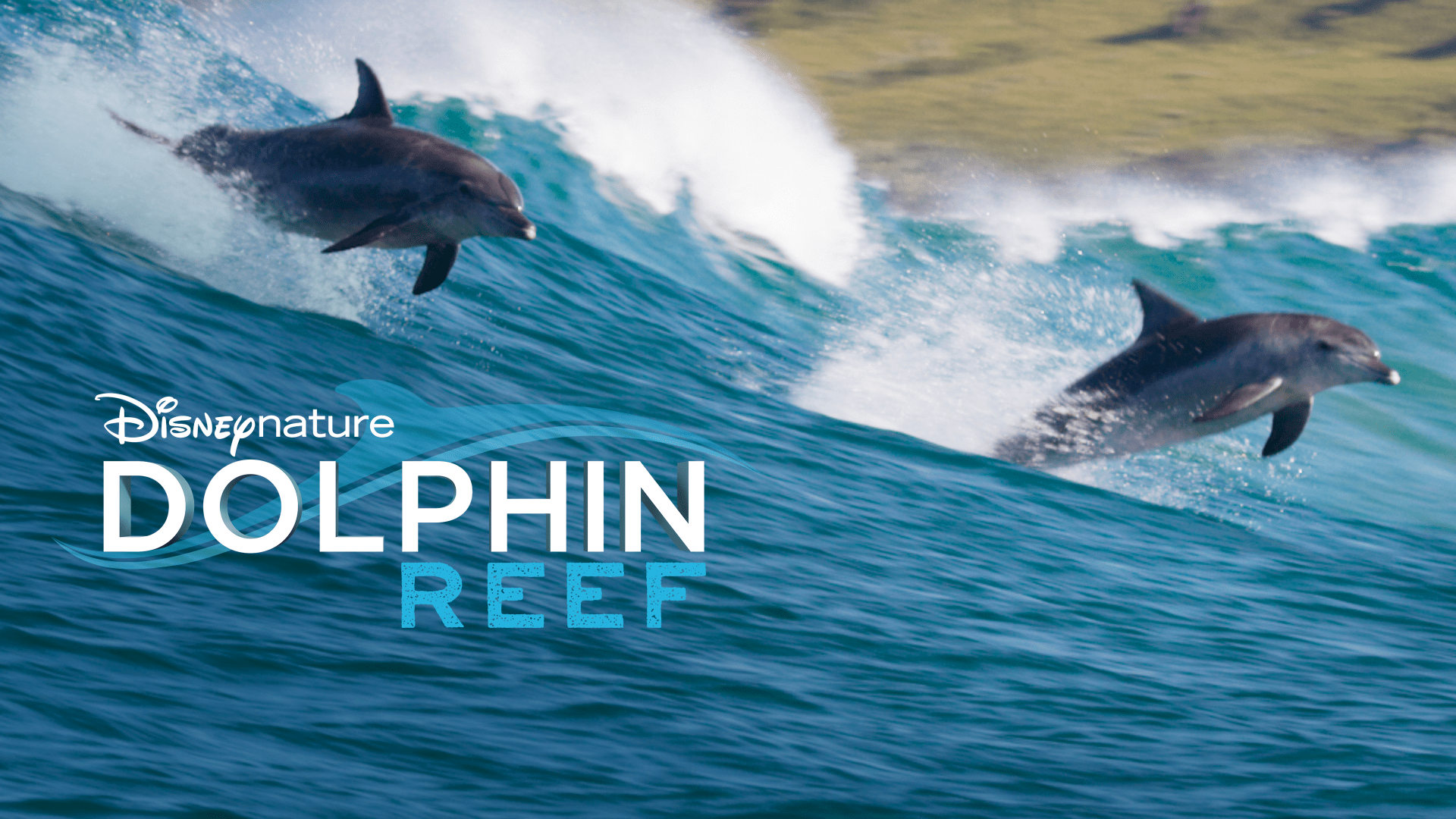 Dolphin Reef on Disney+ Qatar | English Arabic (Modern Standard) Korean ...