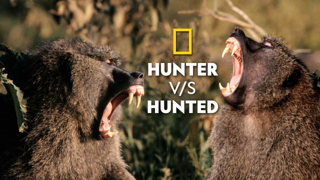 Watch All Seasons of Hunter vs. Hunted on Disney+ Hotstar