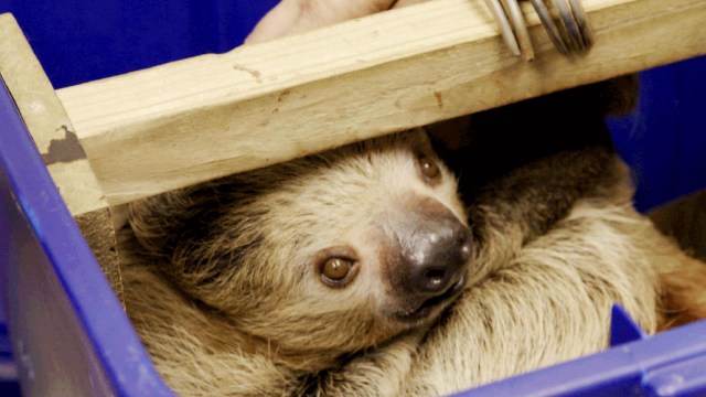 Nonton Animal ER Season 1 Episode 6 - Toy Trauma di Disney+ Hotstar