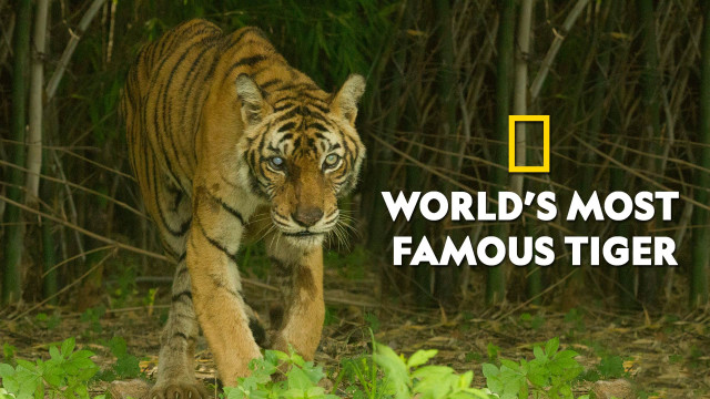 The World's Most Famous Tiger - Disney+ Hotstar