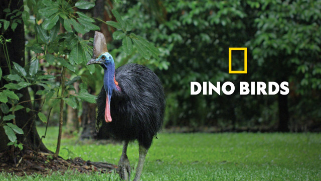 Dino Bird - Disney+ Hotstar