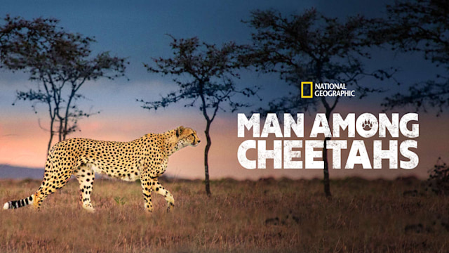 Man Among Cheetahs - Disney+ Hotstar