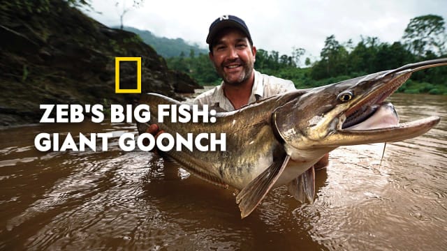 Zeb's Big Fish: Giant Goonch - Disney+ Hotstar