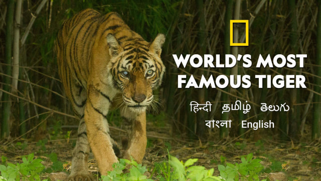 The World's Most Famous Tiger - Disney+ Hotstar