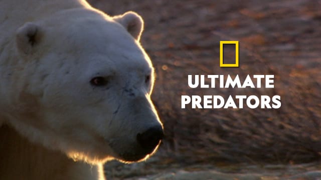 Watch All Seasons of Ultimate Predators on Disney+ Hotstar