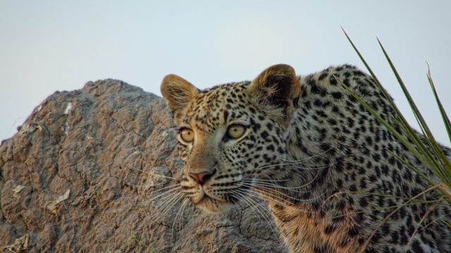 Watch Savage Kingdom Season 4 Episode 1 on Hotstar