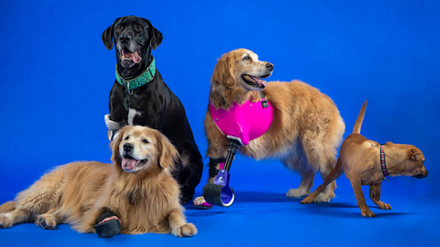 Nonton The Wizard of Paws Season 1 Episode 2 - A-Very Good Pup di ...