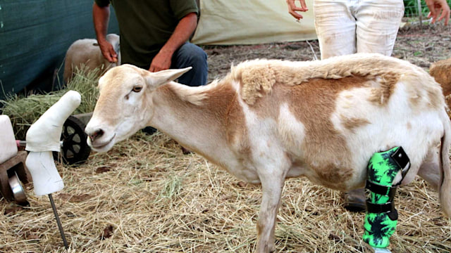 Nonton The Wizard of Paws Season 2 Episode 9 - Gaia di Disney+ Hotstar