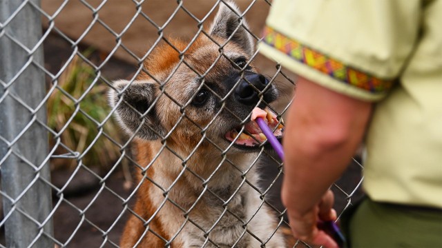 Nonton Magic of Disney's Animal Kingdom Season 1 Episode 3 - Betty and ...