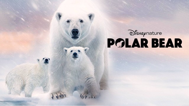 Polar Bear - Disney+ Hotstar