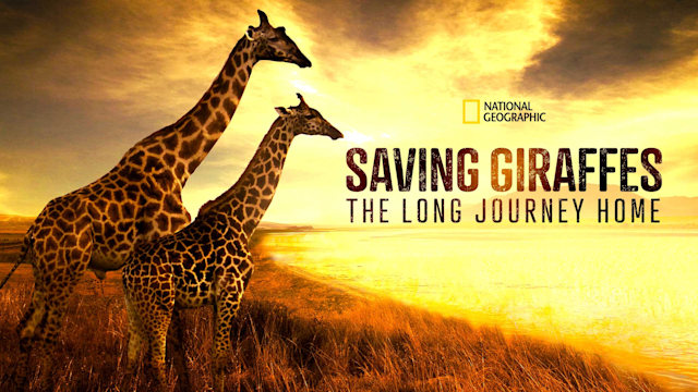 Saving Giraffes: The Long Journey Home - Disney+ Hotstar