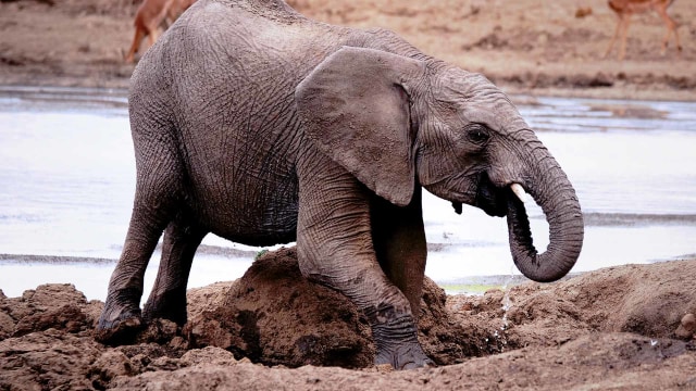 Watch Growing Up Animal Season 1 Episode 3 on Disney+ Hotstar