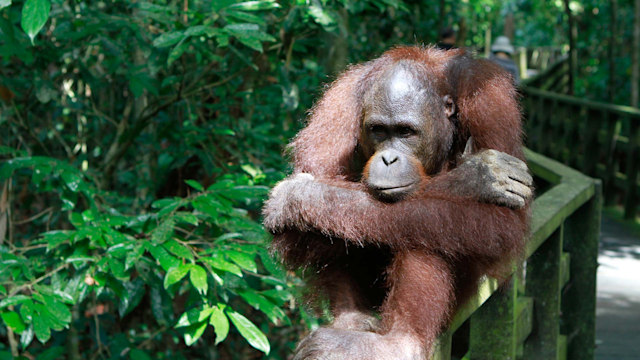 Nonton Freaks & Creeps Season 1 Episode 3 - Weirdest Monkey Alive di ...