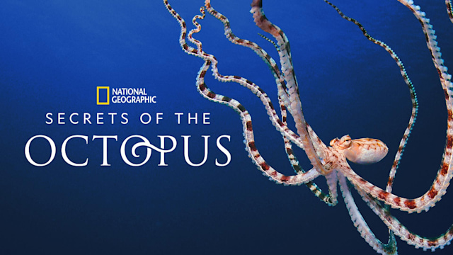 Secrets of the Octopus - Disney+ Hotstar