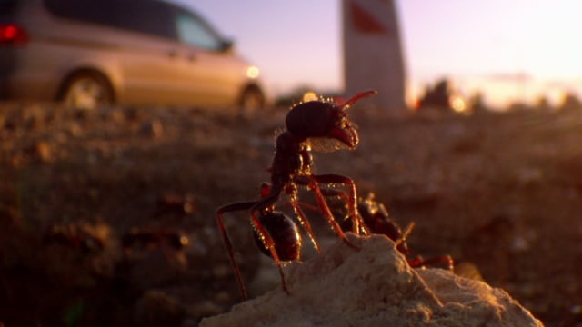 Watch Awesome Animals Season 1 Episode 5 on Disney+ Hotstar