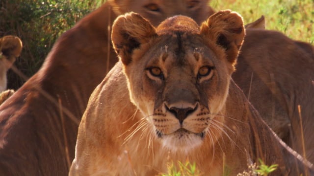 Watch Awesome Animals Season 1 Episode 10 on Disney+ Hotstar