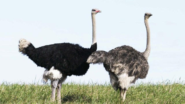 Watch Secrets of the Zoo Season 1 Episode 6 on Disney+ Hotstar