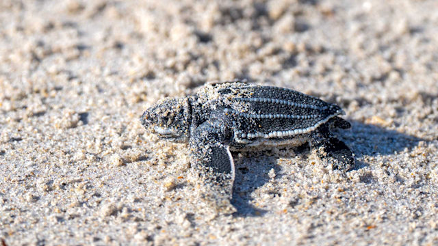 Nonton Magic of Disney's Animal Kingdom Season 2 Episode 2 - Sea You ...