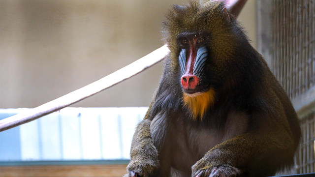 Nonton Magic of Disney's Animal Kingdom Season 2 Episode 4 - Okapi ...