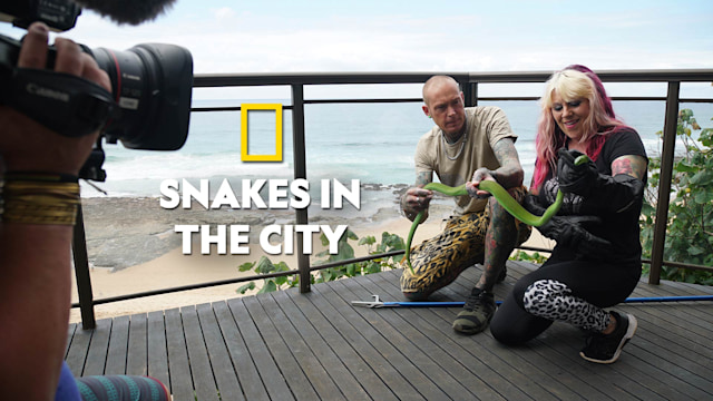 Snakes In The City, Documentary TV Series - Nonton Semua Episode ...