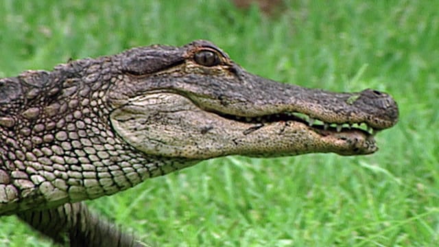 Watch Hunter vs. Hunted Season 1 Episode 2 on Disney+ Hotstar