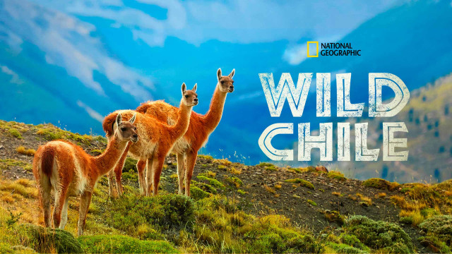 Wild Chile - Trailer - Disney+ Hotstar