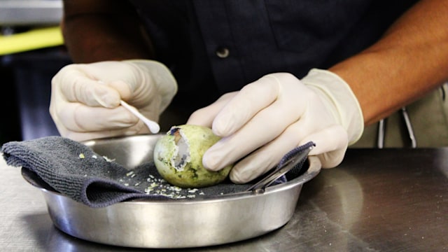 Nonton Secrets of the Zoo: Tampa Season 2 Episode 2 - Hatch Me If You ...