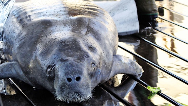 Nonton Secrets of the Zoo: Tampa Season 2 Episode 3 - A Cold Day In Tampa di Disney+ Hotstar