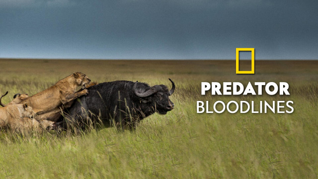 Predator Bloodlines - Trailer - Disney+ Hotstar