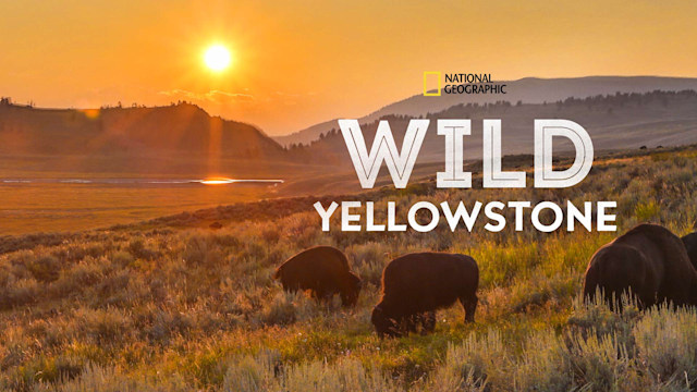Wild Yellowstone - Disney+ Hotstar