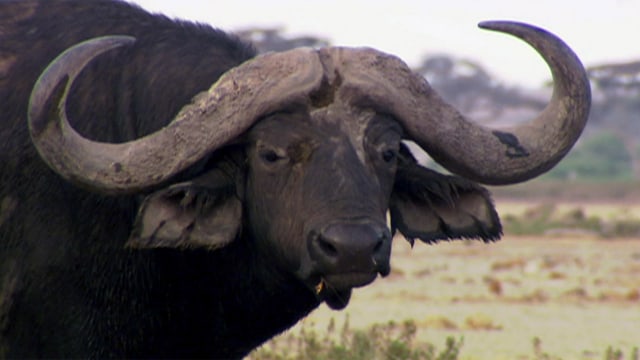 Watch Hunter vs. Hunted Season 3 Episode 4 on Hotstar