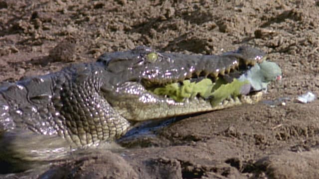 Watch Man V Animal All Latest Episodes on Disney+ Hotstar