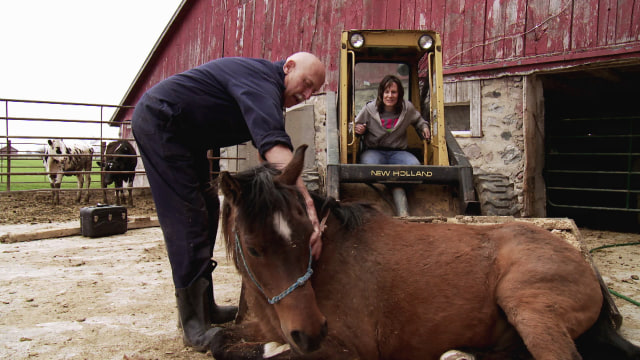 Watch The Incredible Dr. Pol All Latest Episodes on Disney+ Hotstar