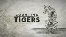 Counting Tigers - Disney+ Hotstar