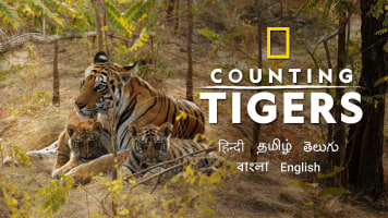 Counting Tigers - Disney+ Hotstar