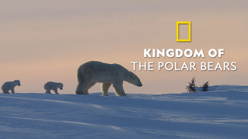 Kingdom of The Polar Bears, Documentary TV Series - Nonton Semua ...