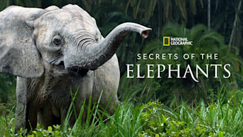 Secrets of the Elephants - Disney+ Hotstar