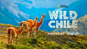 Wild Chile, Family TV Series - Nonton Semua Episode Terbaru Online di ...