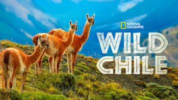 Wild Chile, Family TV Series - Nonton Semua Episode Terbaru Online di ...