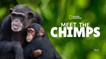 Meet The Chimps, Wildlife TV Series - Nonton Semua Episode Terbaru ...