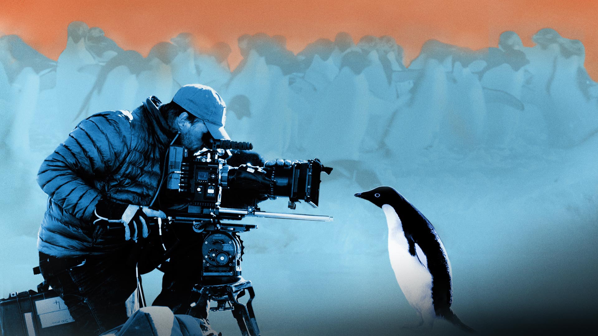 Penguins: Life on the Edge - Disney+