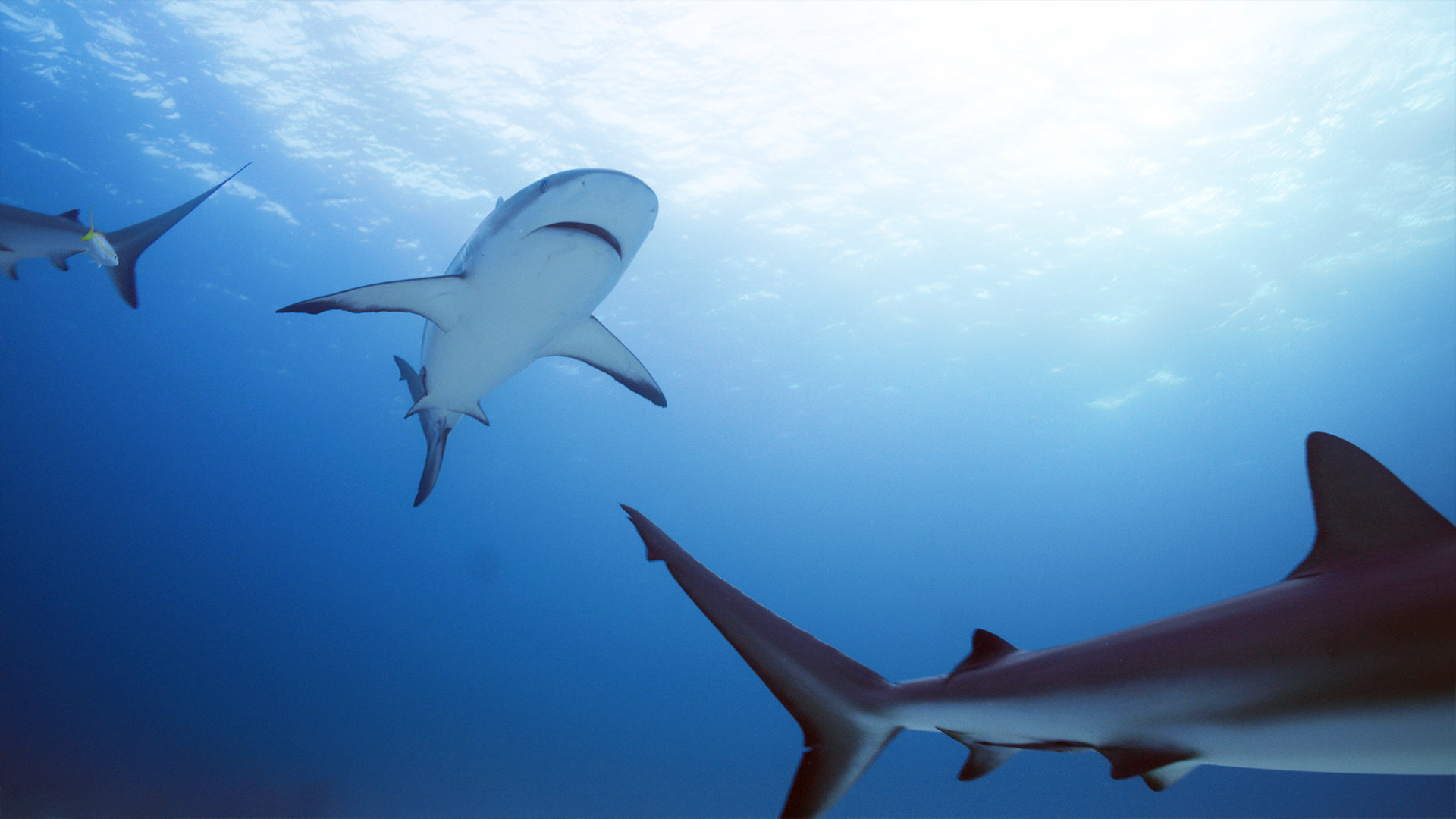 Watch Investigation Shark Attack S1 Episode 3 on Disney+