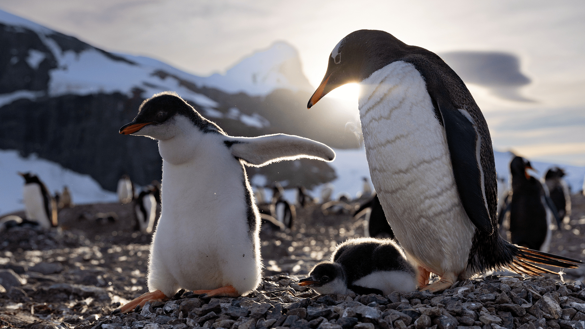 Watch Secrets of the Penguins Episode 3 on Disney+