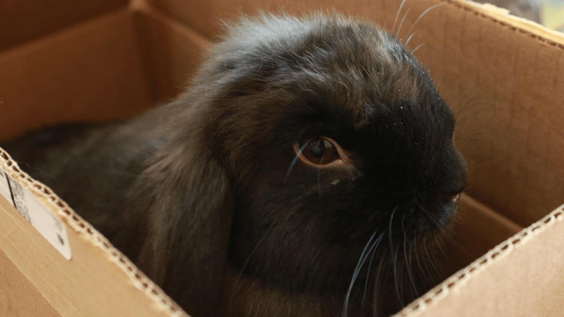 Watch Dr. K's Exotic Animal ER S2 Episode 4 on Disney+ South Africa ...