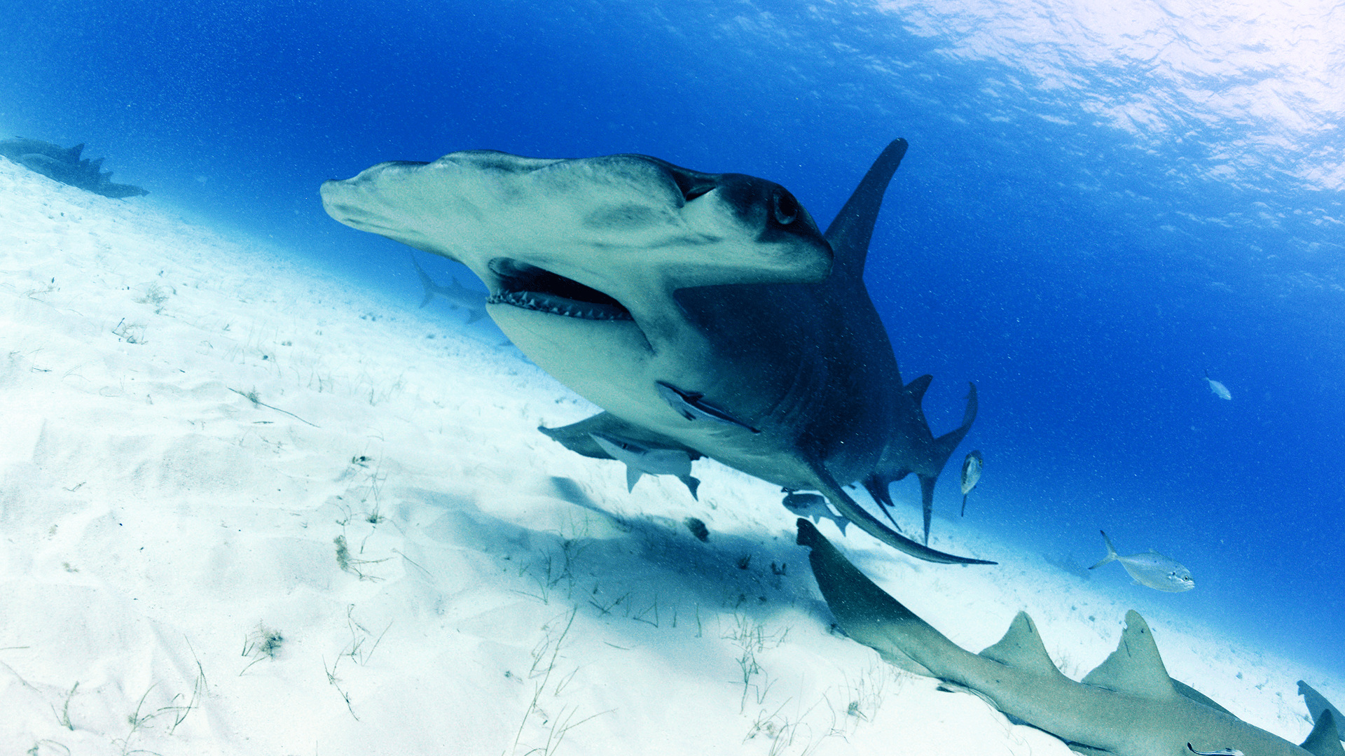 Watch OceanXplorers S1 Episode 4 on Disney+ Hotstar